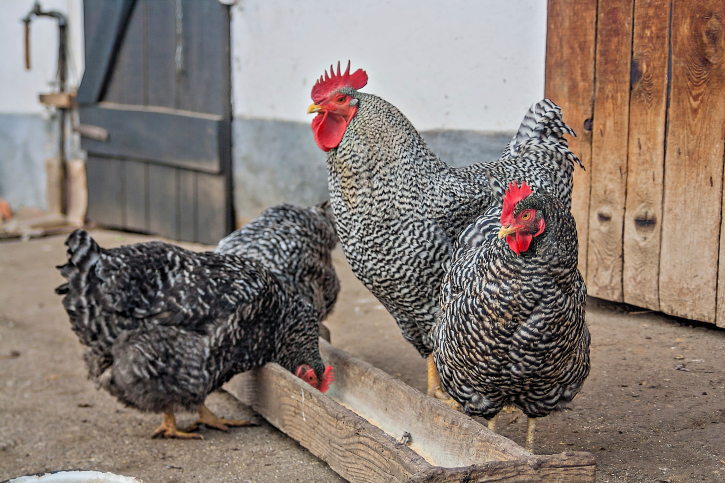 How Much Do Chickens Cost Backyard Poultry How Much Do Chickens Cost Backyard Poultry